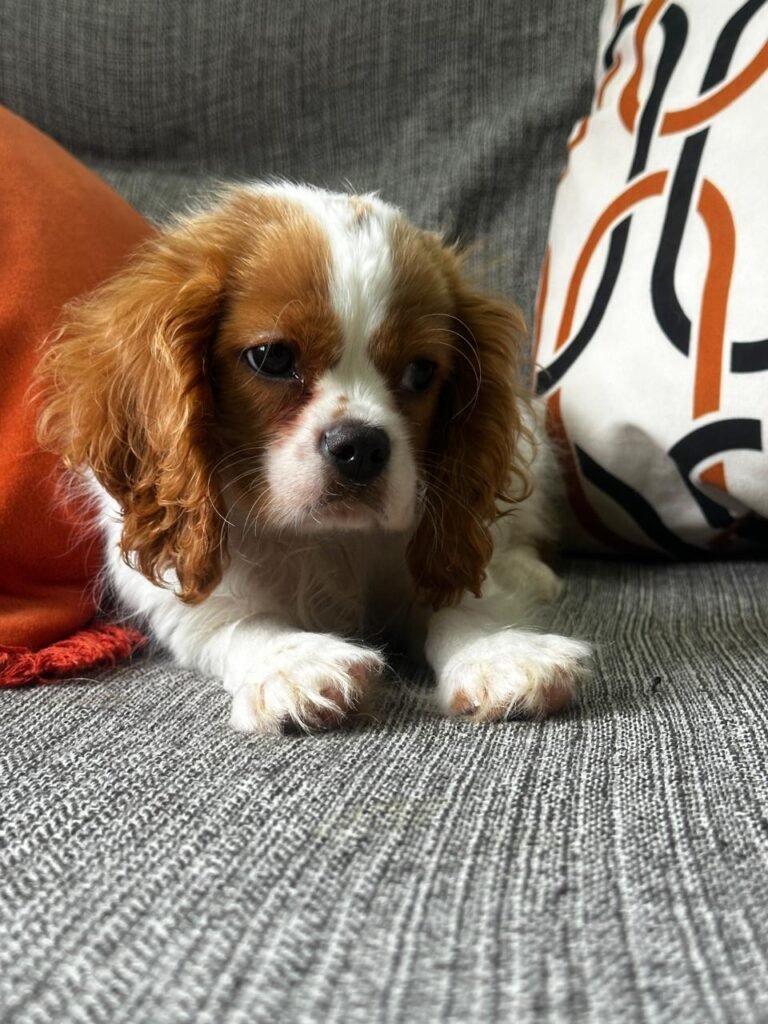 filhotes de cavalierCavalier - Filhotes de Cavalier, Corgi, Shiba-Inu e ...